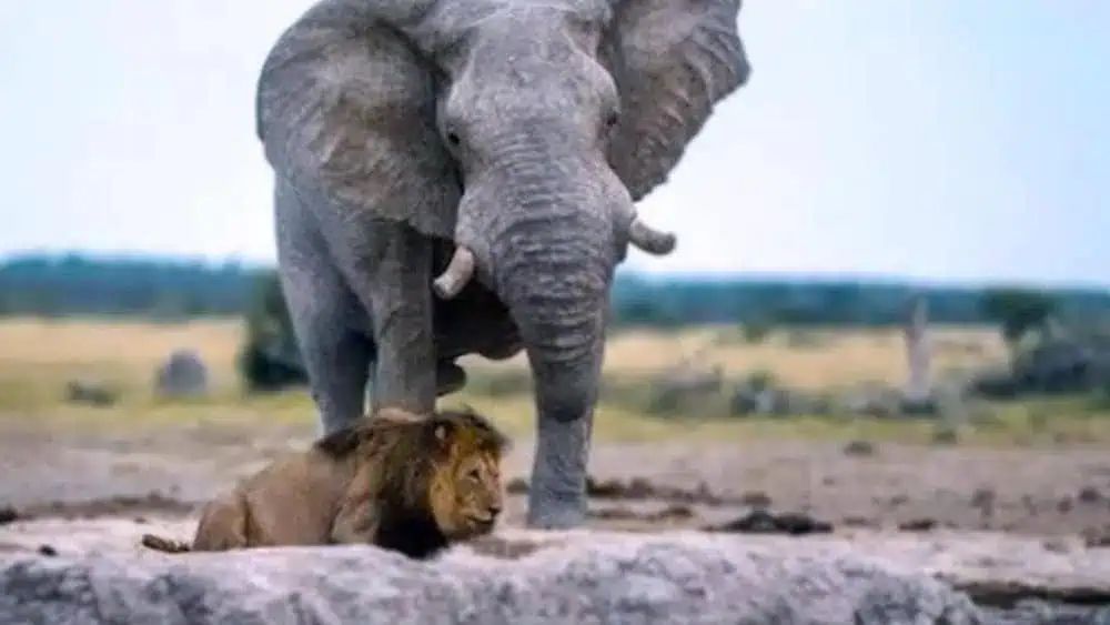 The Surprising Bond Between Elephants and Lions