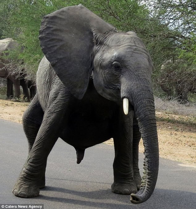 Baby Elephant Shows Off Dance Moves in Kruger National Park