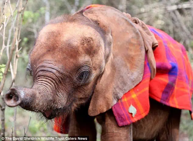 Caring for Orphaned Elephants: A Heartwarming Journey