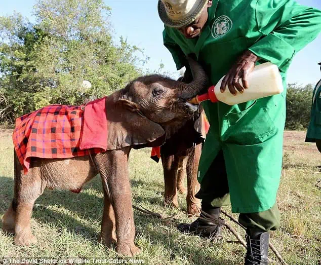 Caring for Orphaned Elephants: A Heartwarming Journey