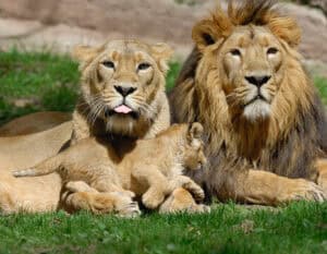 The Strength of Lion Families: Unity and Teamwork in the Wild