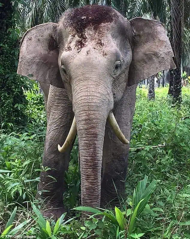 Rare Dwarf Elephant with Unique Tusks Discovered in Malaysia