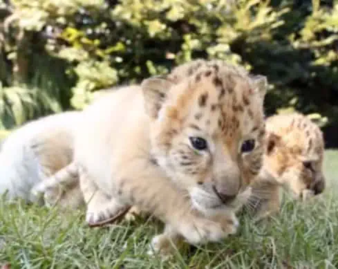 Exploring the Fascinating World of Animal Hybrids