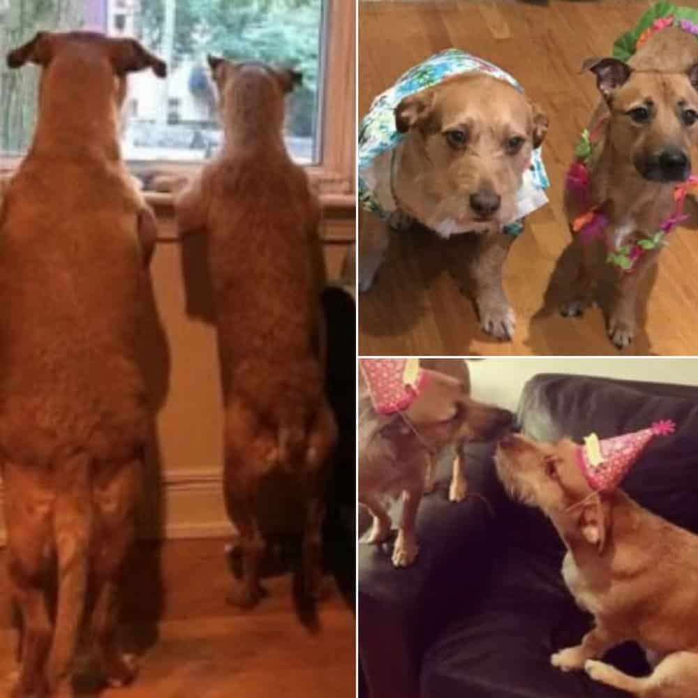 A Heartwarming Connection: Shelter Dog Finds a Look Alike Companion ...