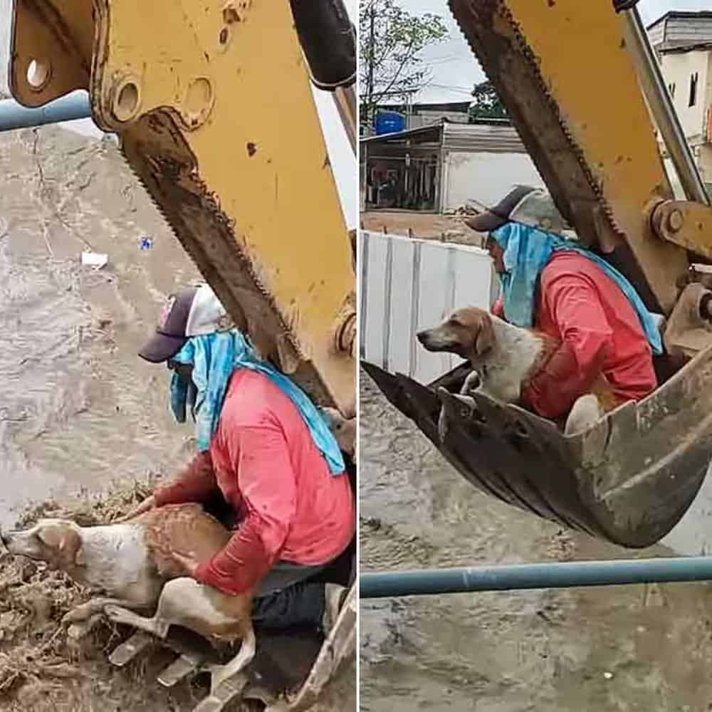 [VIDEO] Construction Crew Uses Excavator to Rescue Dog from Drowning