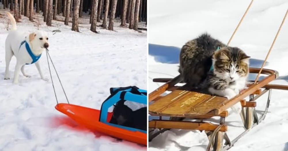 Dog Pulls Cat in Sled, and the Cat Loves Every Moment