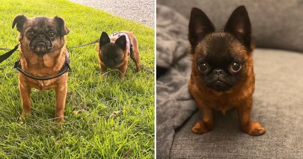 Dottie, the Dwarf Chihuahua, Finds Her Forever Home with Loving Dog Siblings