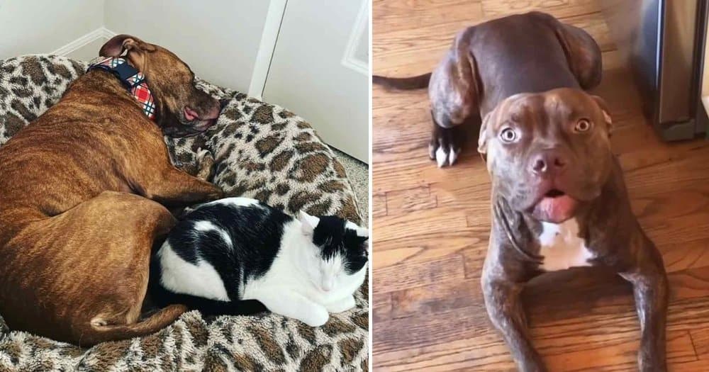 Duncan: The Delightfully Quirky Dog Who Brings Joy and Laughter