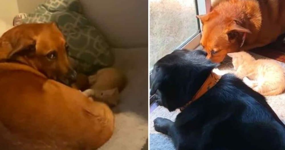 Foster Dog Acts as Nurturing Mother to Rescue Kittens (VIDEO) | Daily ...