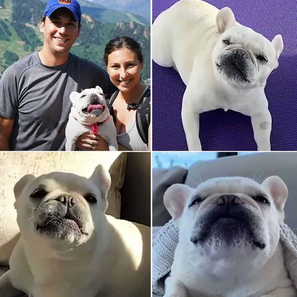 French Bulldog Lola Charms with Her Unique Singing Talent