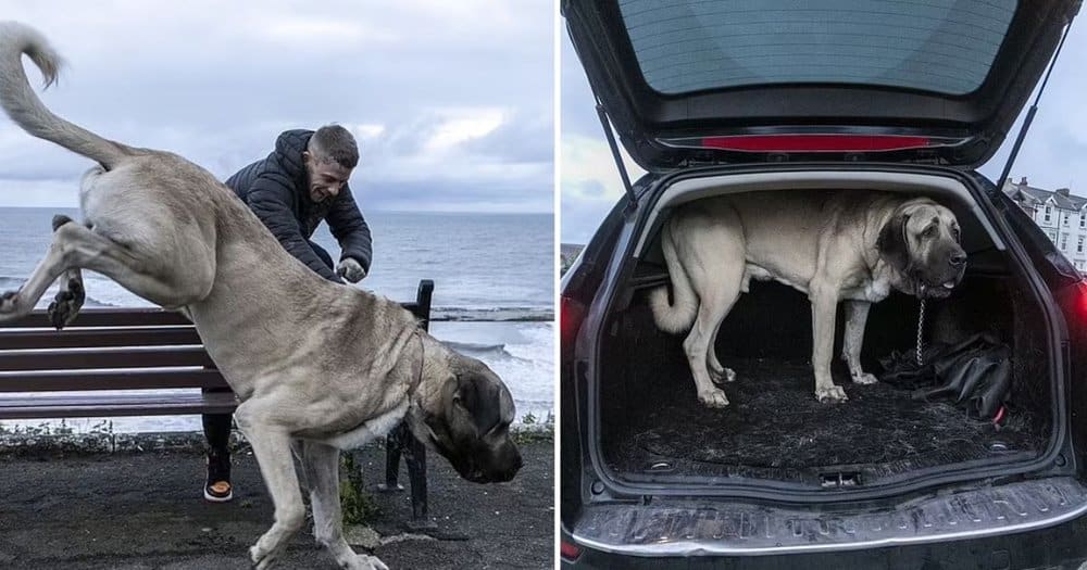 Meet Abu: The UK's Largest Dog Who Stands 7 Feet 2 Inches Tall and Eats ...