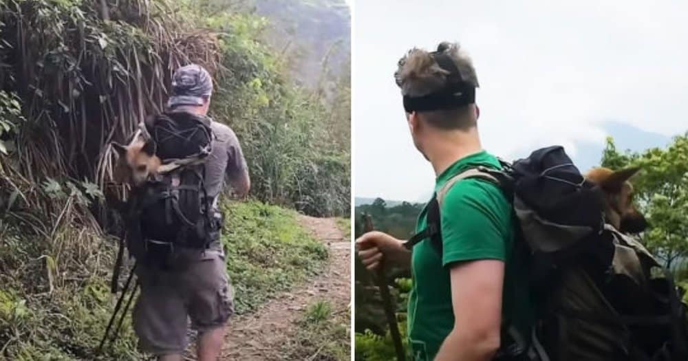 Rescuers Brave Treacherous Terrain to Save Sick Dog