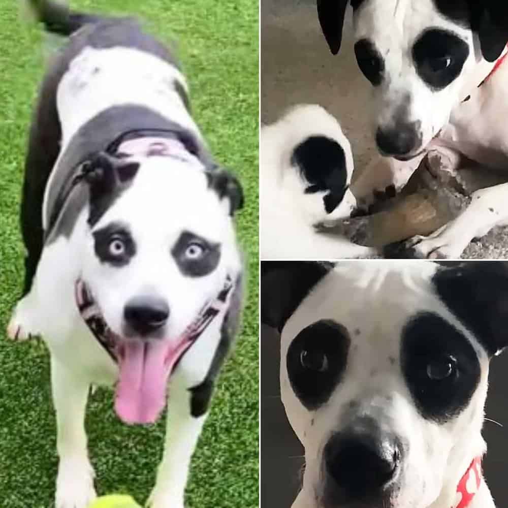 The Heartwarming Story of Texas Panda Bear Dogs