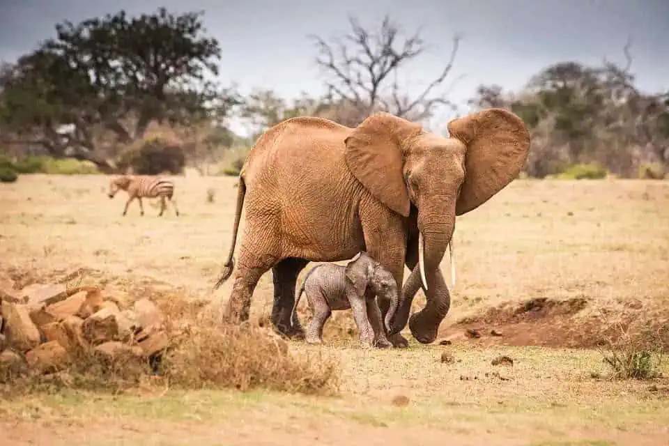 Celebrating the Unique Lives of Africa's Elephants
