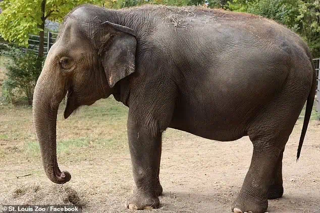 Heartfelt Farewell to Rani: A Beloved Elephant at St. Louis Zoo