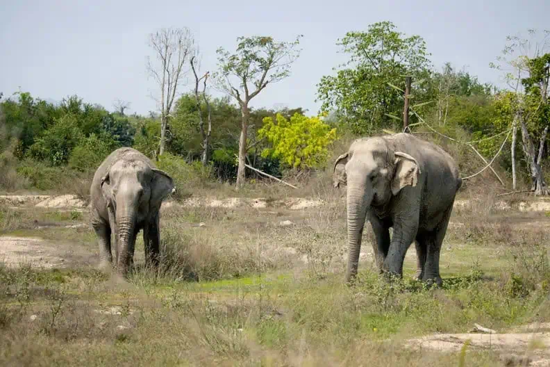 A Friendship Like No Other: The Heartwarming Bond of Two Rescued Elephants