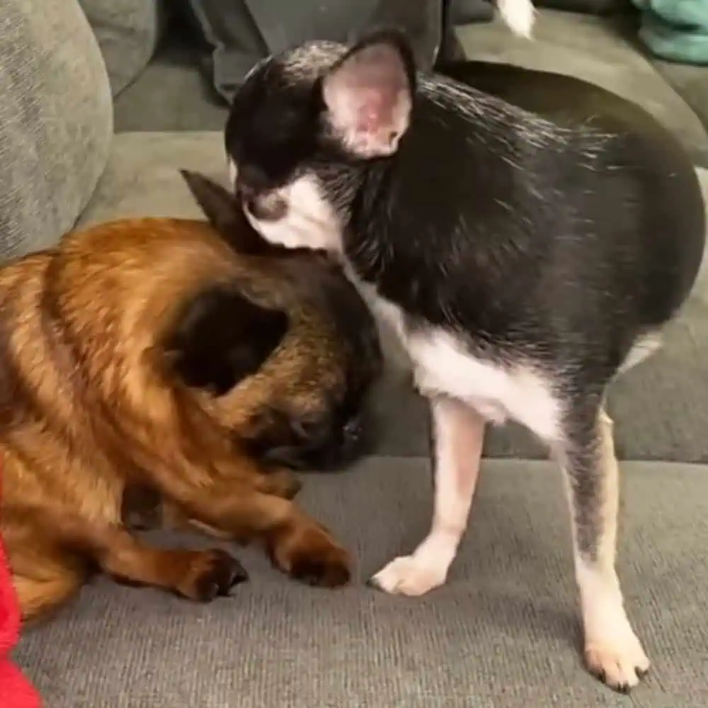 Dottie, the Dwarf Chihuahua, Finds Her Forever Home with Loving Dog Siblings