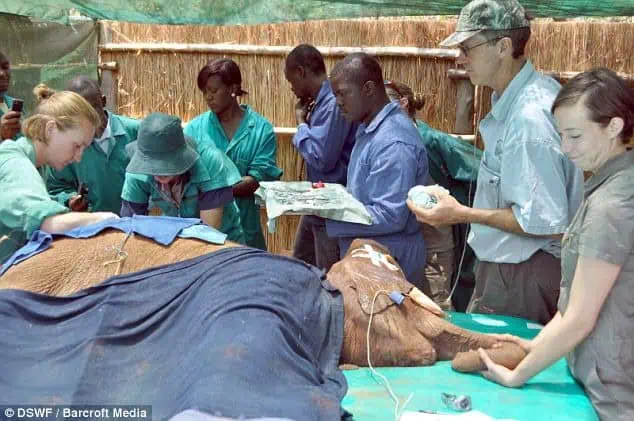 Hope for Suni: The Inspiring Journey of a Young Elephant