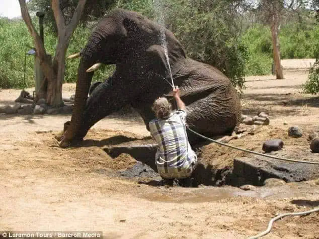 Teamwork Triumphs: Volunteers Unite to Free Elephant in Namibia