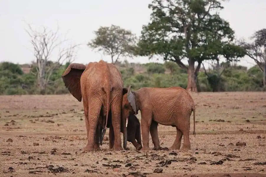 The Bond Between Mother Elephants and Their Calves