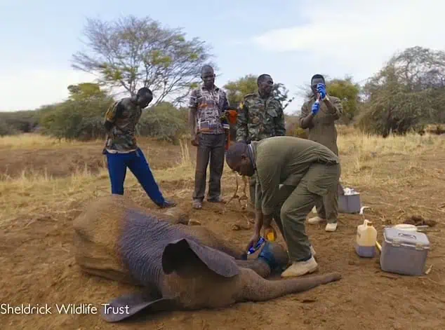 A Heartwarming Rescue: Baby Elephant Freed from Danger