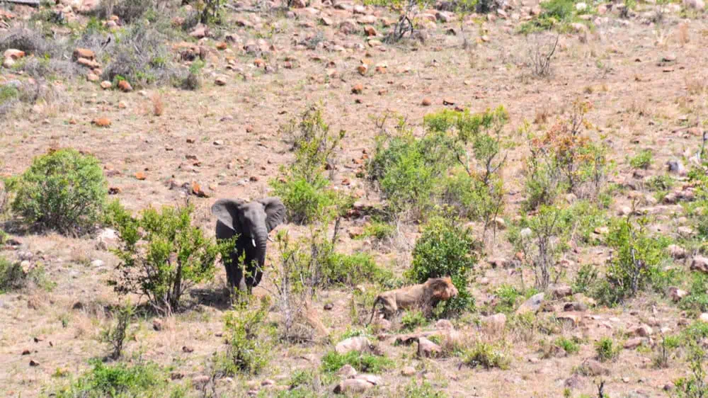 Wild Encounter: Lions, Elephants, and Buffaloes Clash at Kruger ...