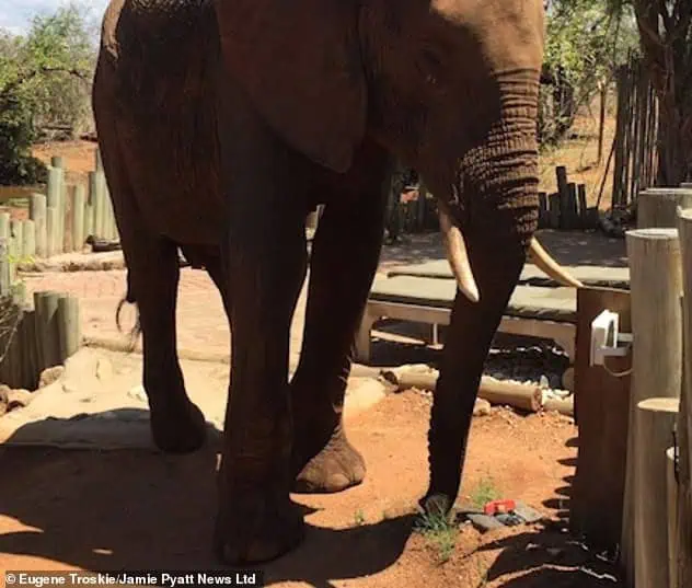 A Close Encounter: Elephant Makes a Splash at South African Lodge