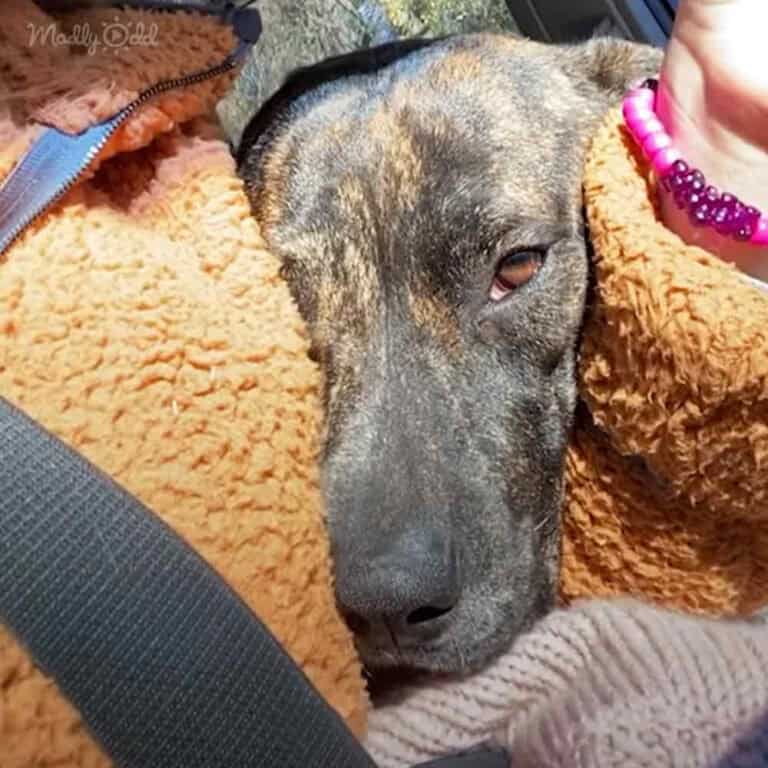 Senior Dog Helps Rescue Homeless Mama Dog (VIDEO)