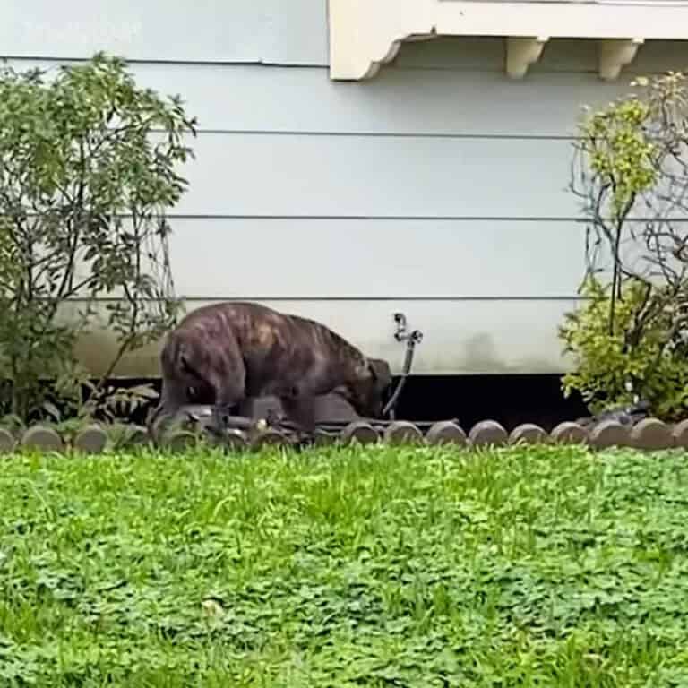 Senior Dog Helps Rescue Homeless Mama Dog (VIDEO)