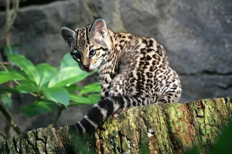 Discover the Majestic Ocelot: Nature's Stealthy Beauty