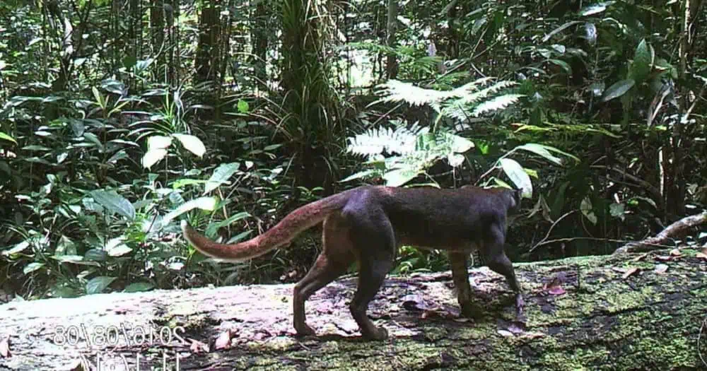 Discovering the Elusive Bay Cat of Borneo