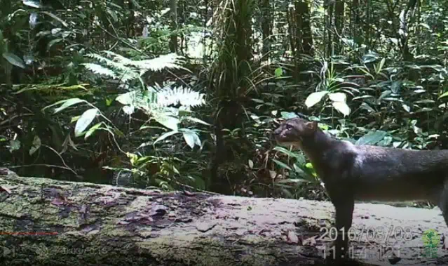 Discovering the Elusive Bay Cat of Borneo