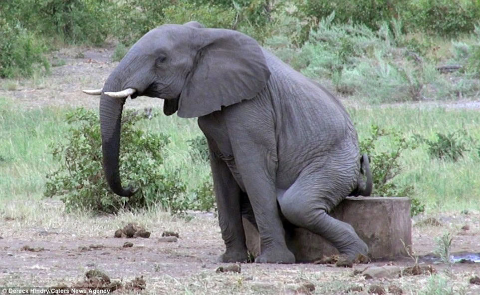 Elephants Showcase Creativity with Concrete Block Scratching