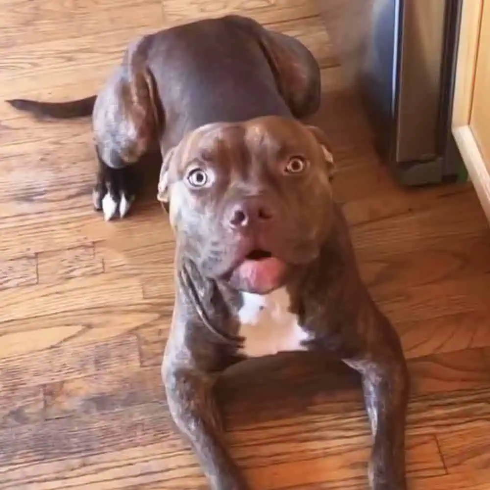 Duncan: The Delightfully Quirky Dog Who Brings Joy and Laughter