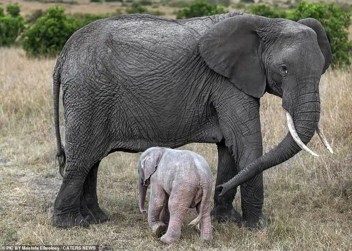 Rare Pink-Elephant Calf Captured Thriving in Maasai Mara