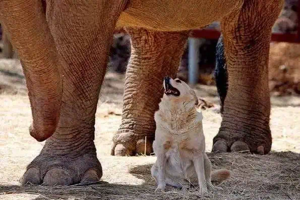 Unbreakable Bonds: The Heartwarming Friendship of an Elephant and a Dog