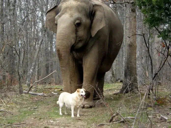 Unbreakable Bonds: The Heartwarming Friendship of an Elephant and a Dog