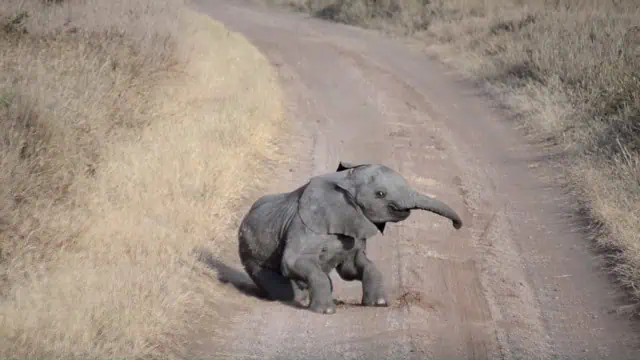 The Hilarious Tantrum of a Baby Elephant Captured on Camera