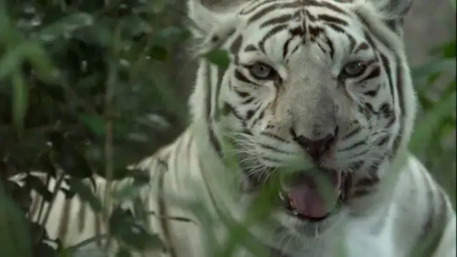 The Fascinating Legacy of White Tigers: Beauty and Challenges