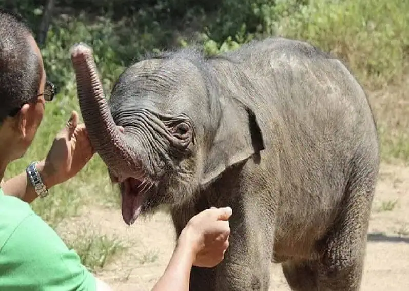 The Untold Struggles of Wildlife: A Day at the Sanctuary