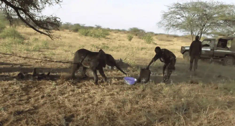 Brave Rangers Unite to Rescue Lost Elephant Calf
