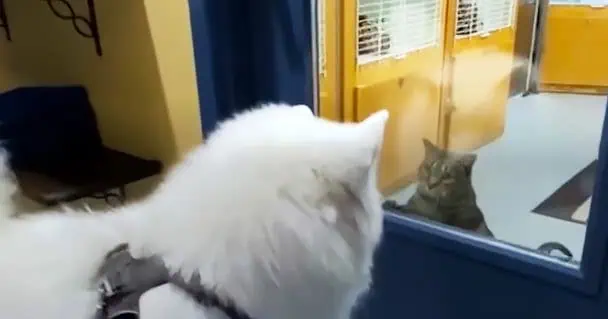 Giant Dog Can't Resist Swooning Over Every Cat He Sees (VIDEO)