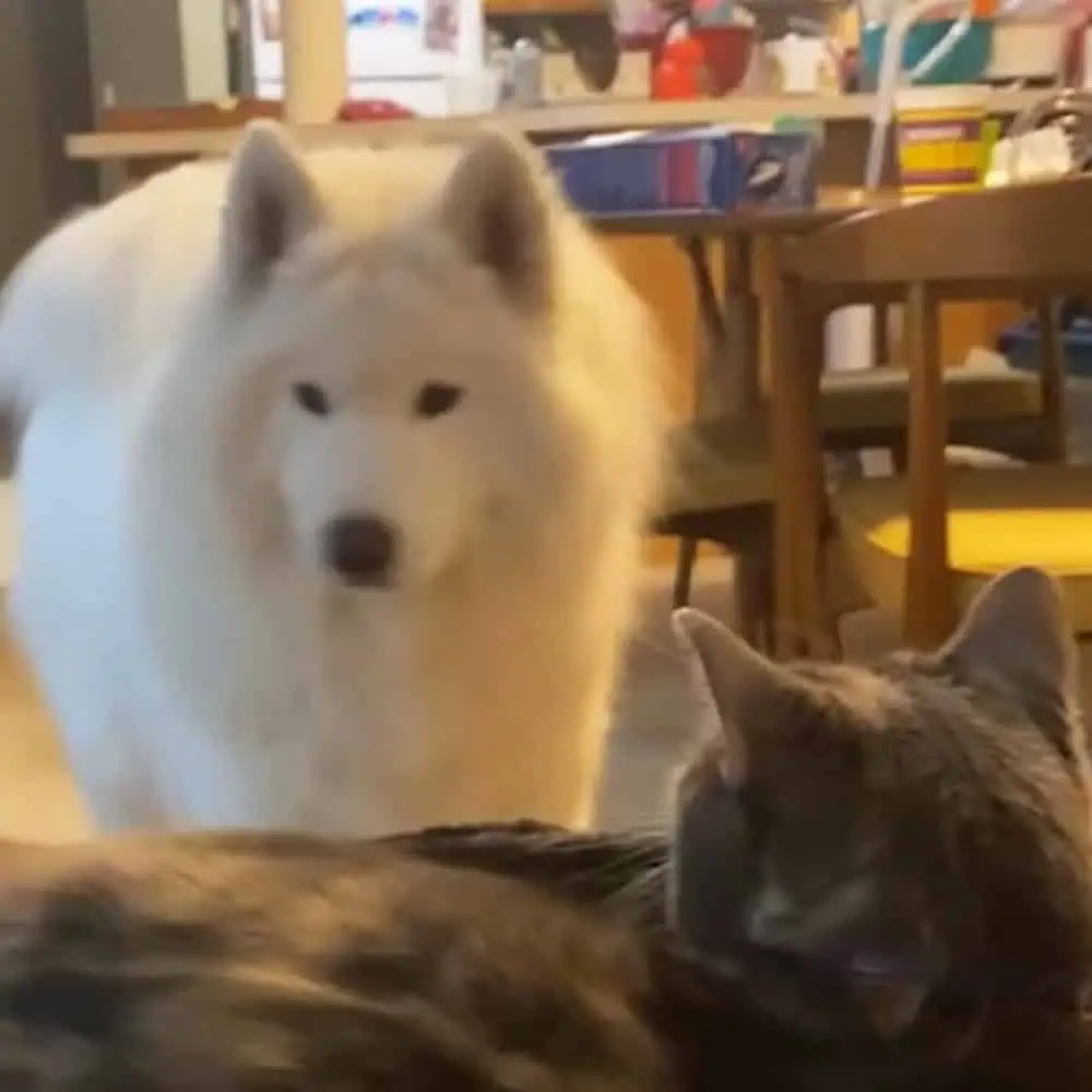 Giant Dog Can't Resist Swooning Over Every Cat He Sees (VIDEO)