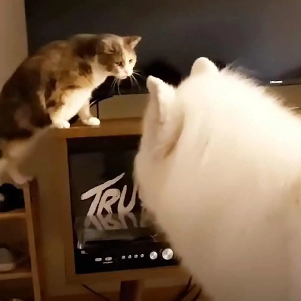Giant Dog Can't Resist Swooning Over Every Cat He Sees (VIDEO)