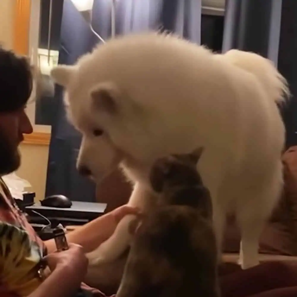 Giant Dog Can't Resist Swooning Over Every Cat He Sees (VIDEO)
