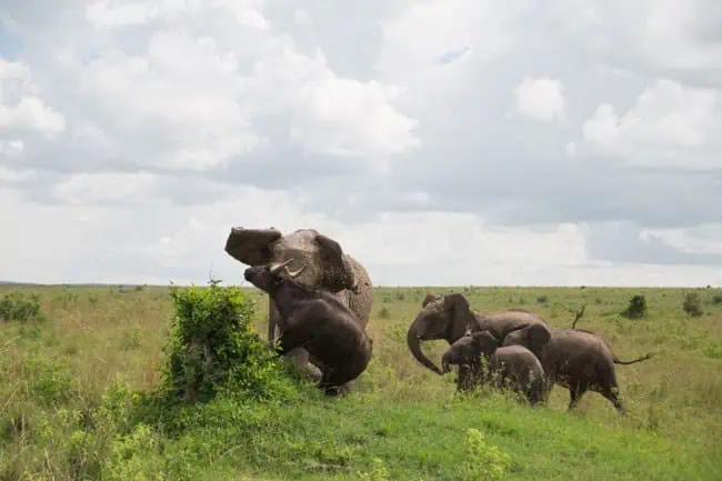Dramatic Encounter: Buffalo and Elephant Confrontation in Kenya