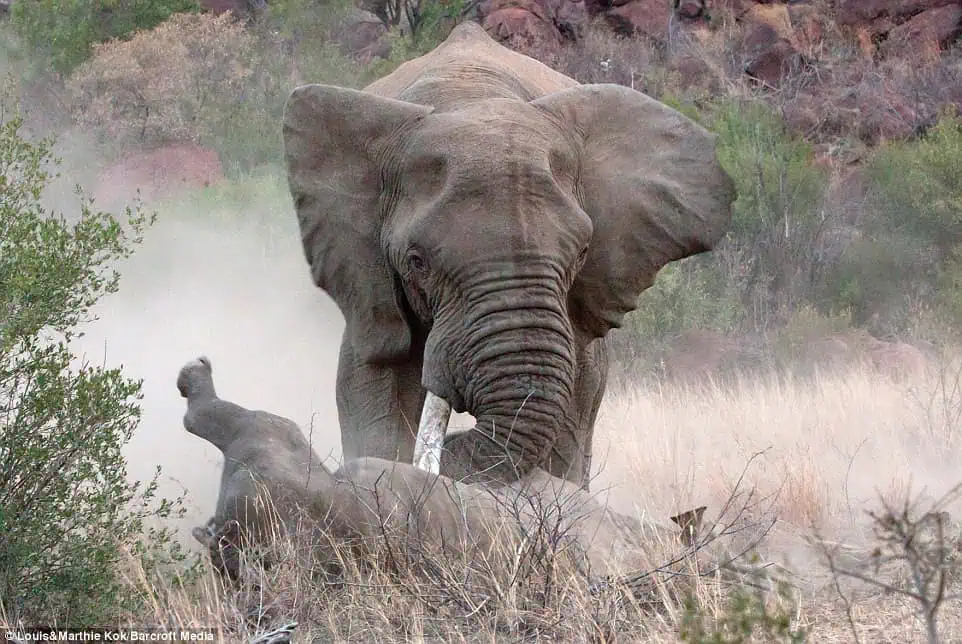 Dramatic Encounter: Elephant and Rhino in African Park