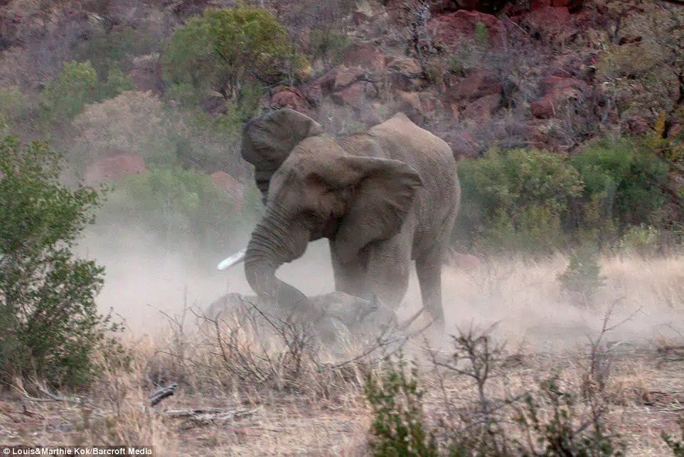 Dramatic Encounter: Elephant and Rhino in African Park