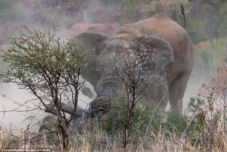 Dramatic Encounter: Elephant and Rhino in African Park