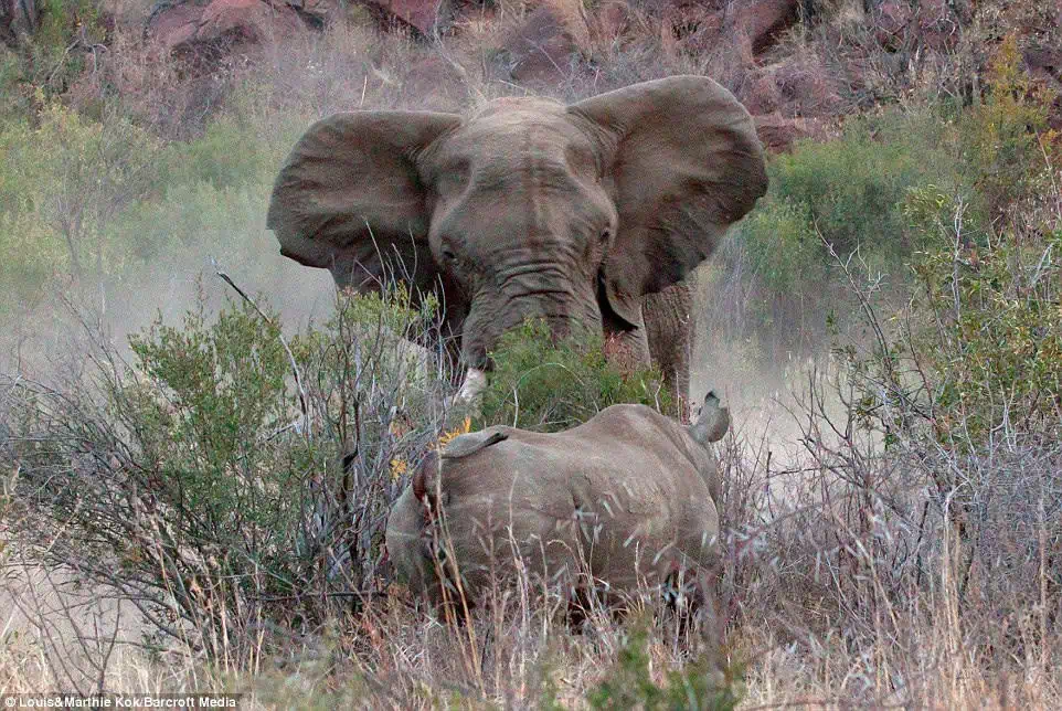 Dramatic Encounter: Elephant and Rhino in African Park